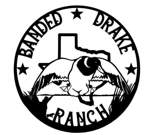 Banded Drake – Steel Fox Designs